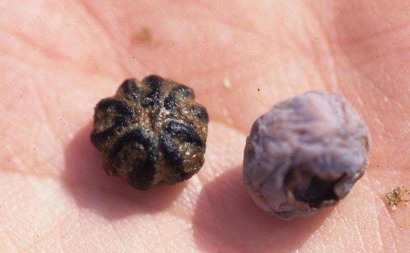 Blueberry | Diseases and Pests, Description, Uses, Propagation