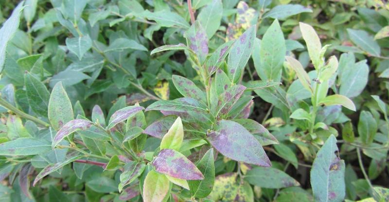 Blueberry | Diseases and Pests, Description, Uses, Propagation