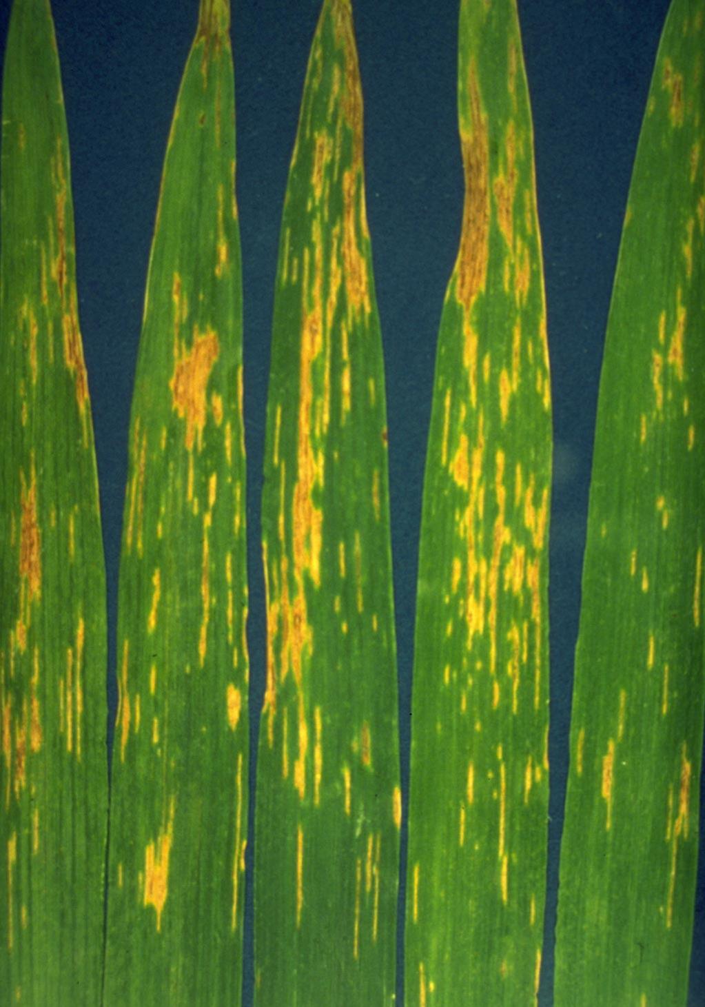 Wheat | Diseases and Pests, Description, Uses, Propagation