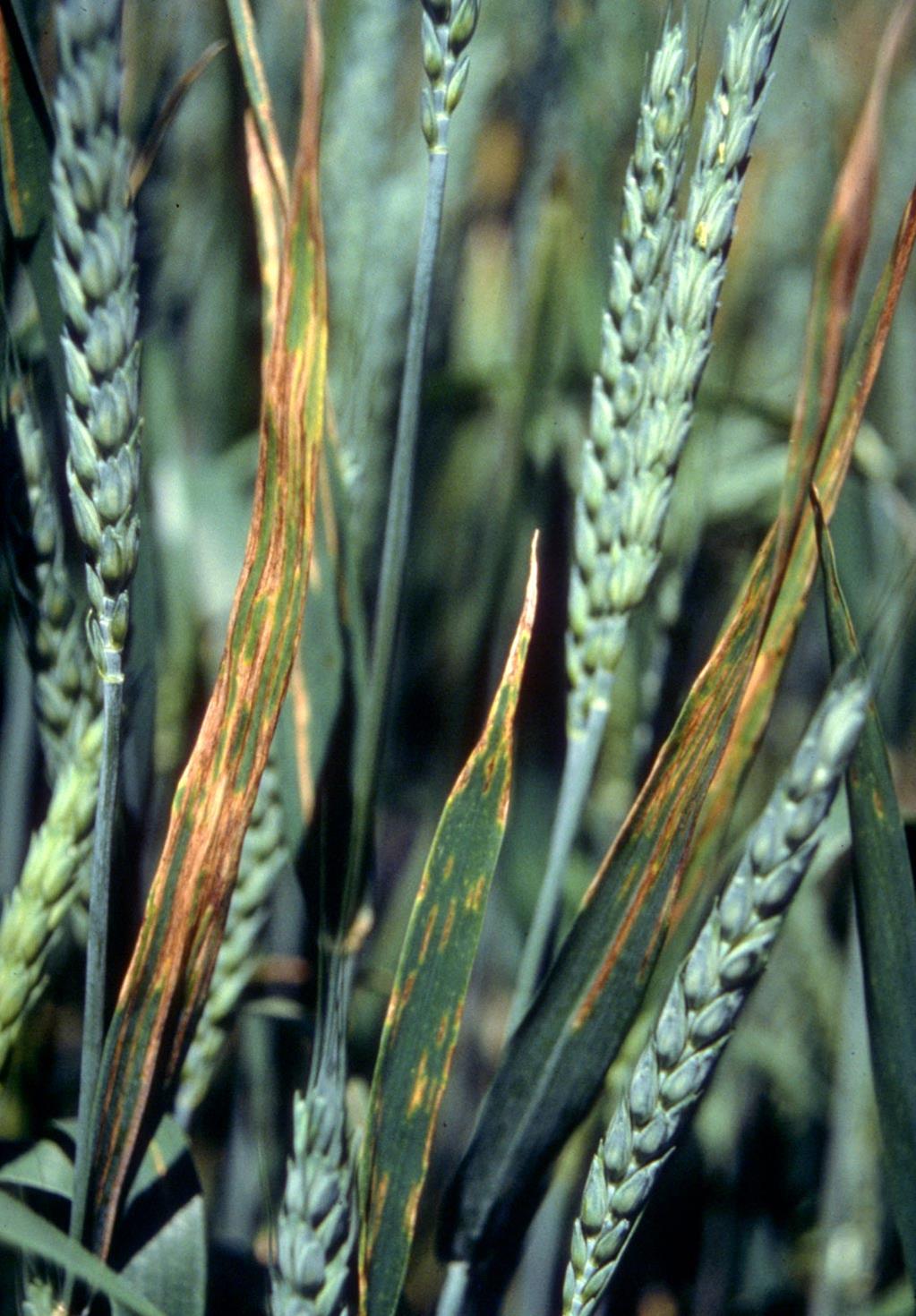 Wheat | Diseases and Pests, Description, Uses, Propagation