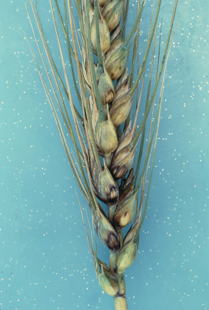 Wheat | Diseases and Pests, Description, Uses, Propagation