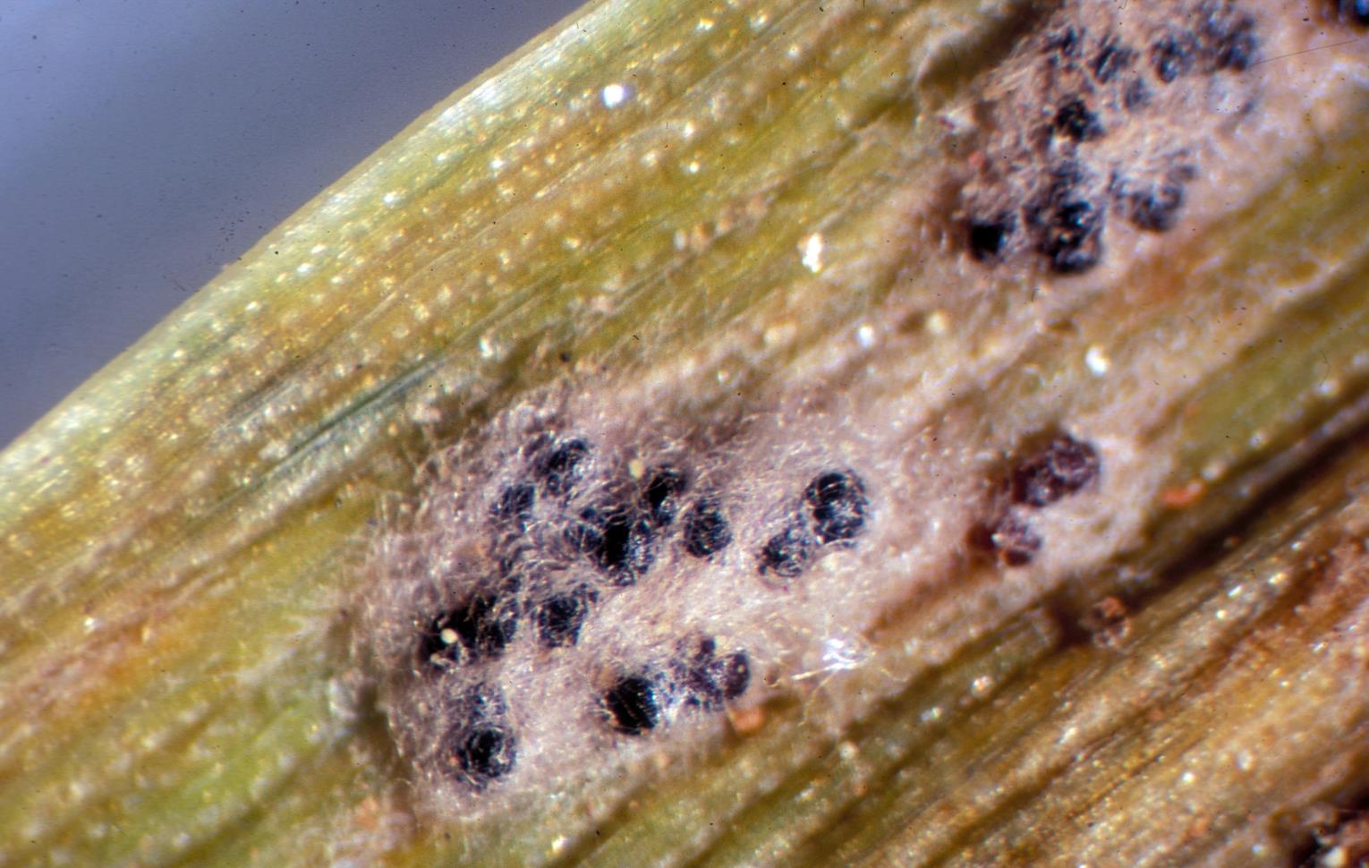 Wheat | Diseases and Pests, Description, Uses, Propagation
