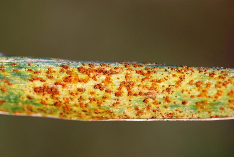 Wheat | Diseases and Pests, Description, Uses, Propagation ...