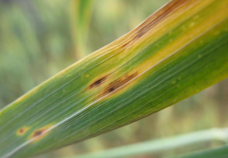 Wheat | Diseases and Pests, Description, Uses, Propagation ...