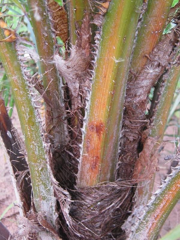 Oil palm | Can anyone identify this disease of the oil palm?