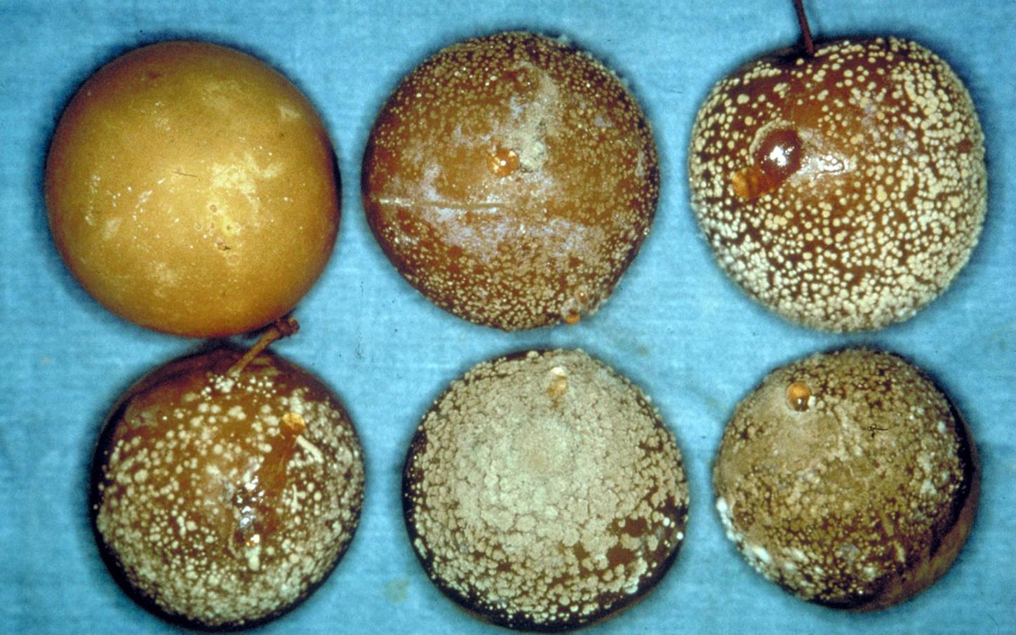 Plum and prune | Diseases and Pests, Description, Uses, Propagation