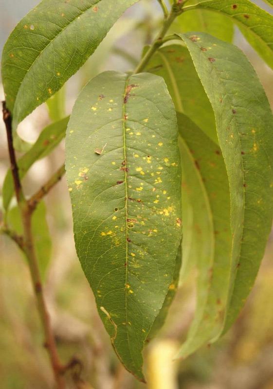 Peach | Diseases and Pests, Description, Uses, Propagation