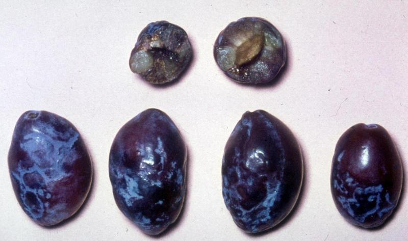 Plum and prune | Diseases and Pests, Description, Uses, Propagation