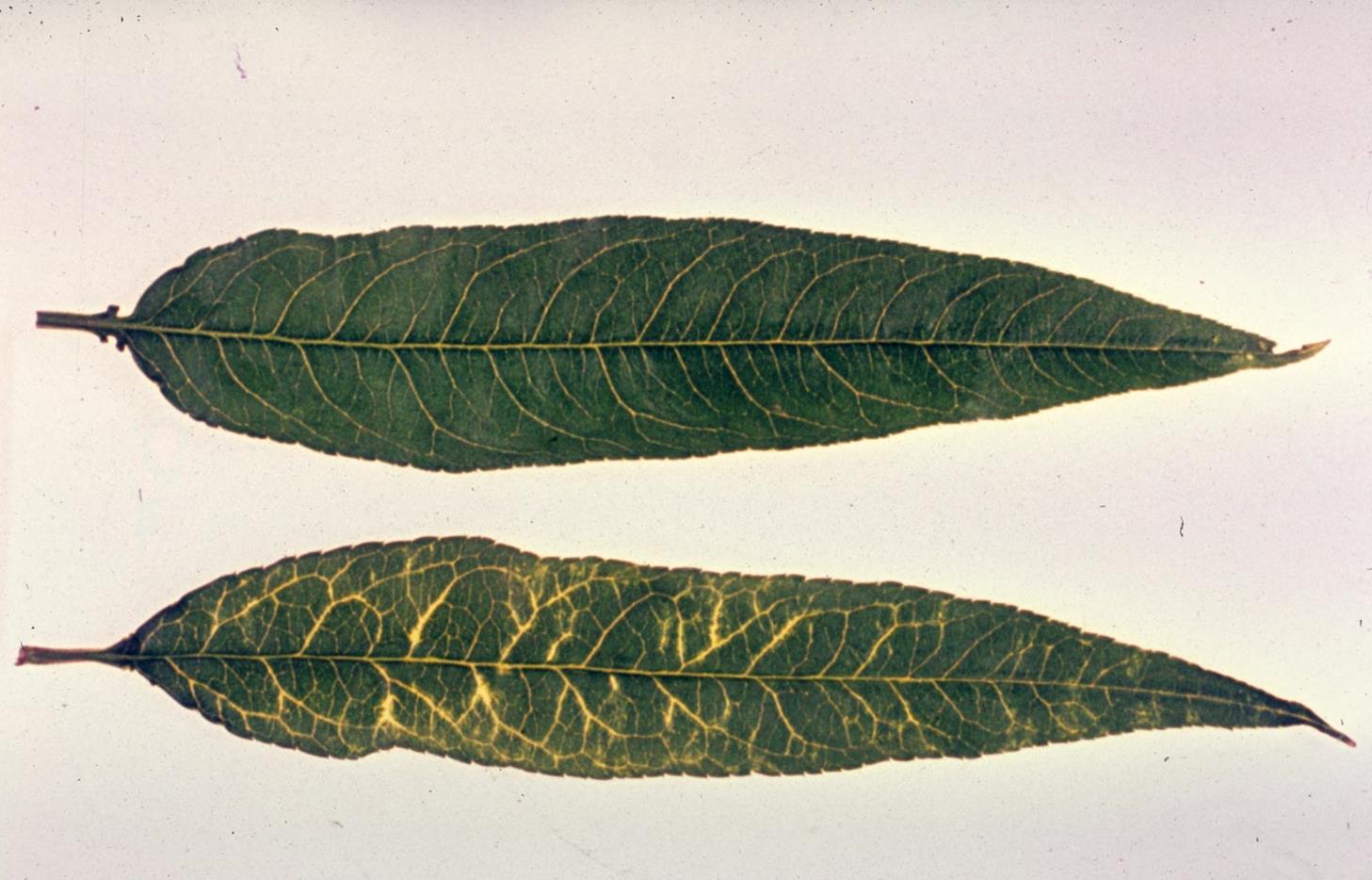 Peach | Diseases and Pests, Description, Uses, Propagation