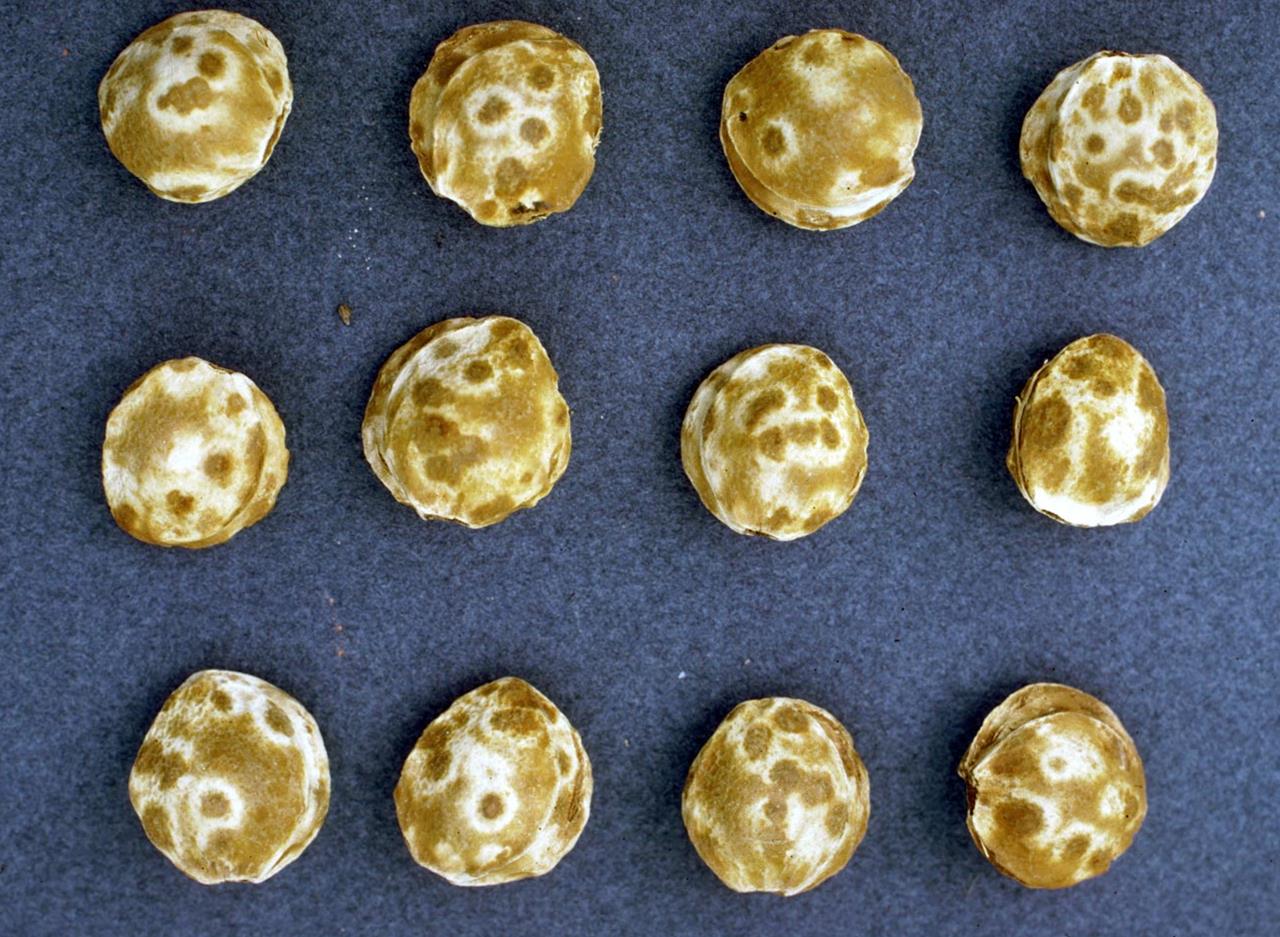 Apricot | Diseases and Pests, Description, Uses, Propagation