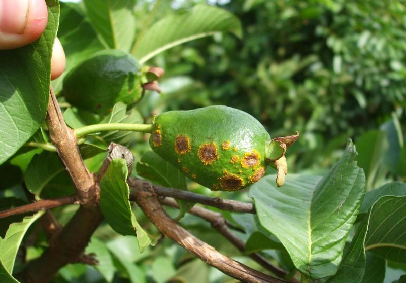 Guava | Diseases and Pests, Description, Uses, Propagation