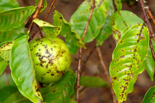 Guava | Diseases and Pests, Description, Uses, Propagation