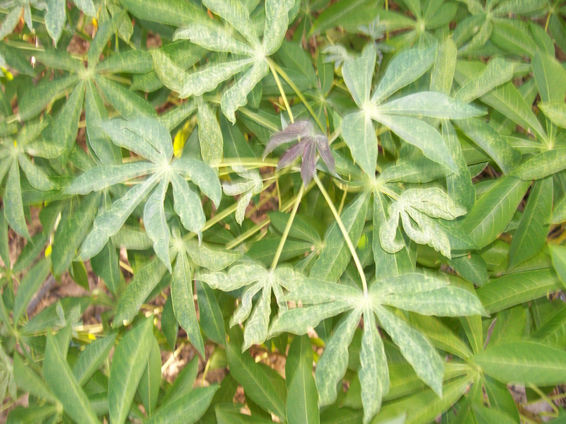 Cassava (manioc) | Diseases and Pests, Description, Uses, Propagation