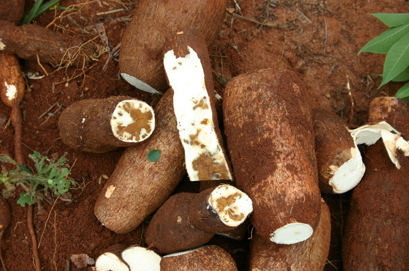 Cassava (manioc) | Diseases and Pests, Description, Uses, Propagation