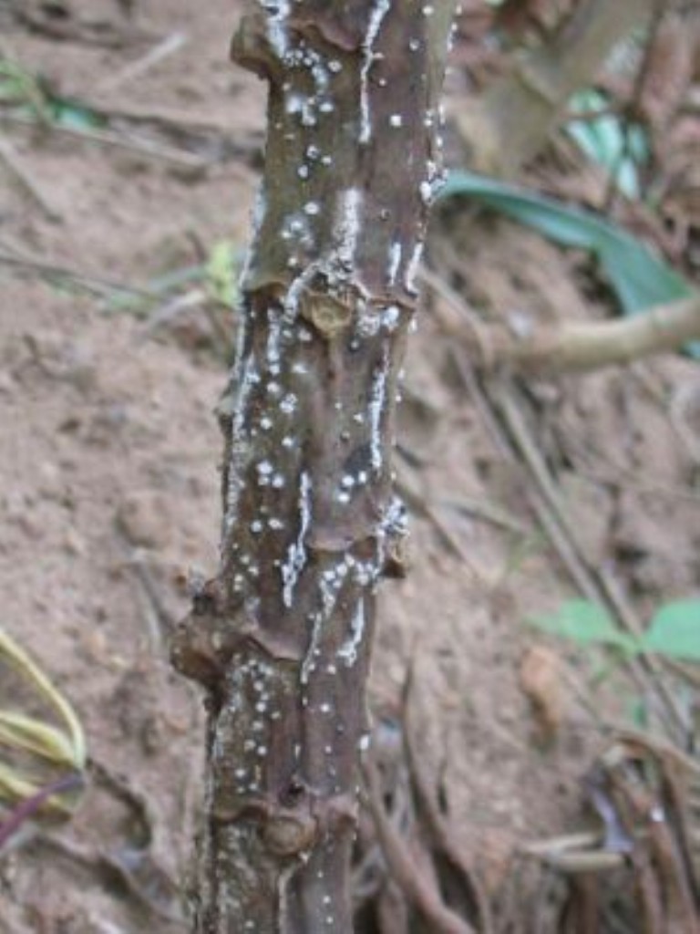 Cassava (manioc) | Diseases and Pests, Description, Uses, Propagation
