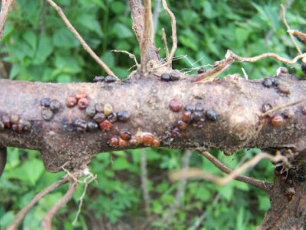 Cassava (manioc) | Diseases and Pests, Description, Uses, Propagation