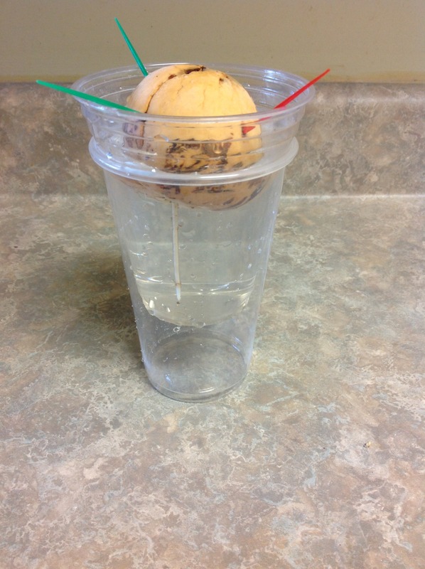 Avocado | Growing avocado from seed