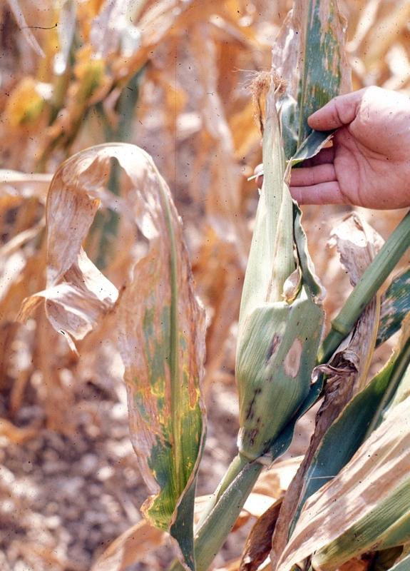 Maize (corn) | Diseases and Pests, Description, Uses, Propagation