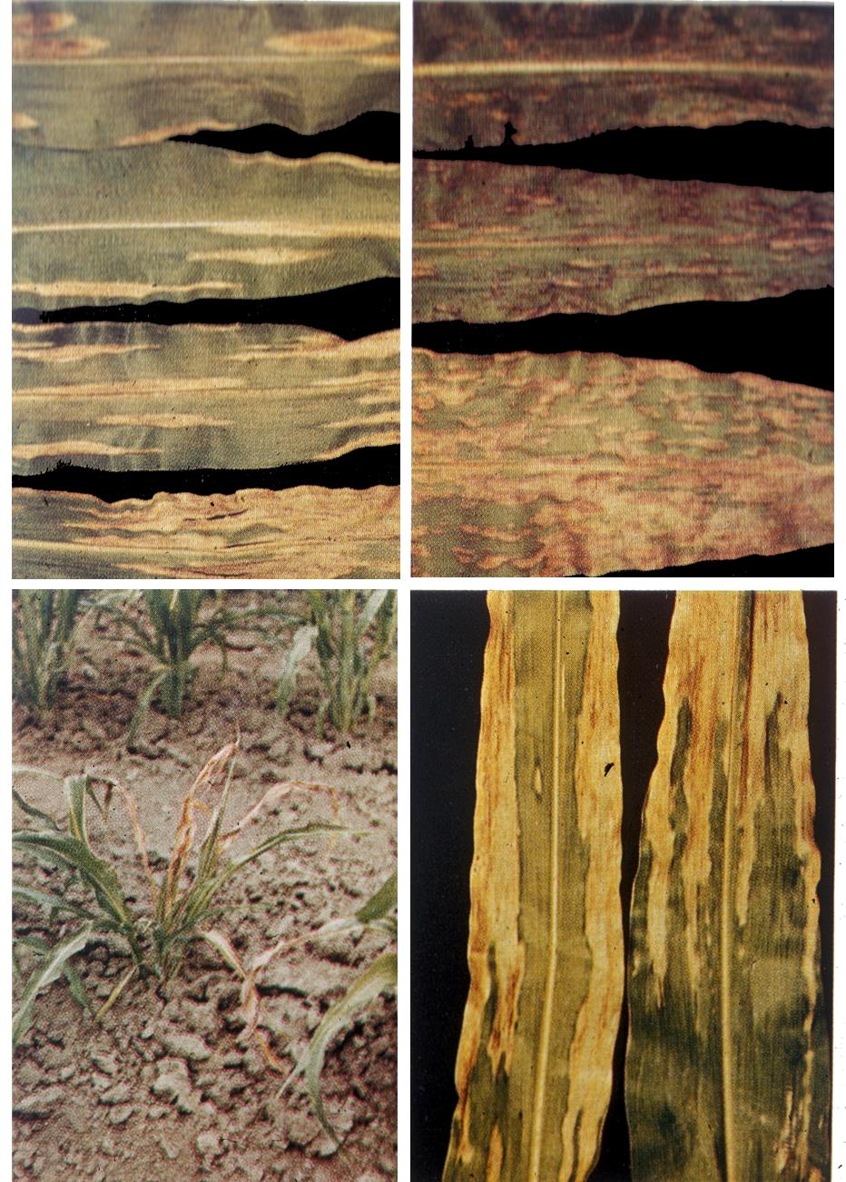 Maize (corn) | Diseases and Pests, Description, Uses, Propagation