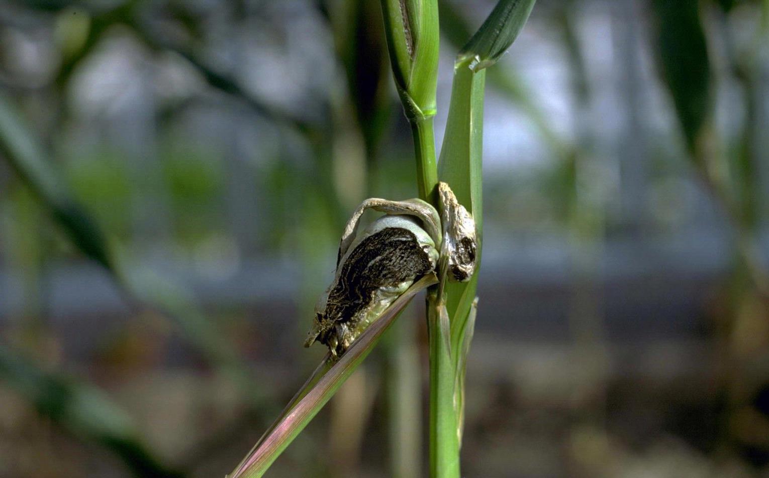 Maize (corn) | Diseases and Pests, Description, Uses, Propagation