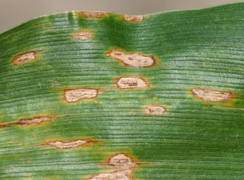 Maize (corn) | Diseases and Pests, Description, Uses, Propagation
