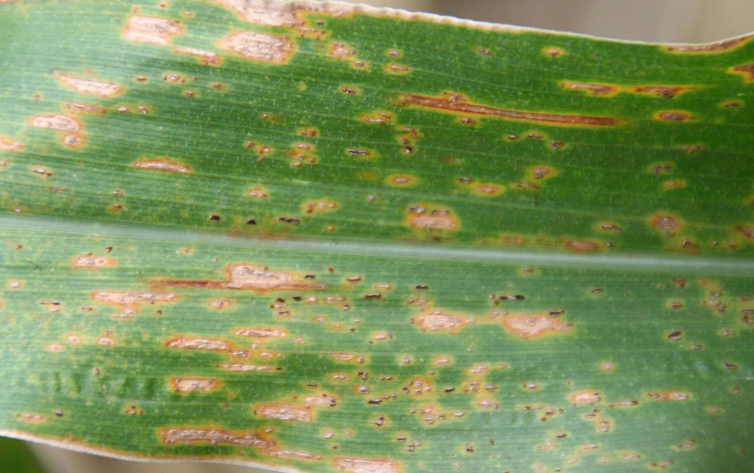 Maize (corn) | Diseases and Pests, Description, Uses, Propagation