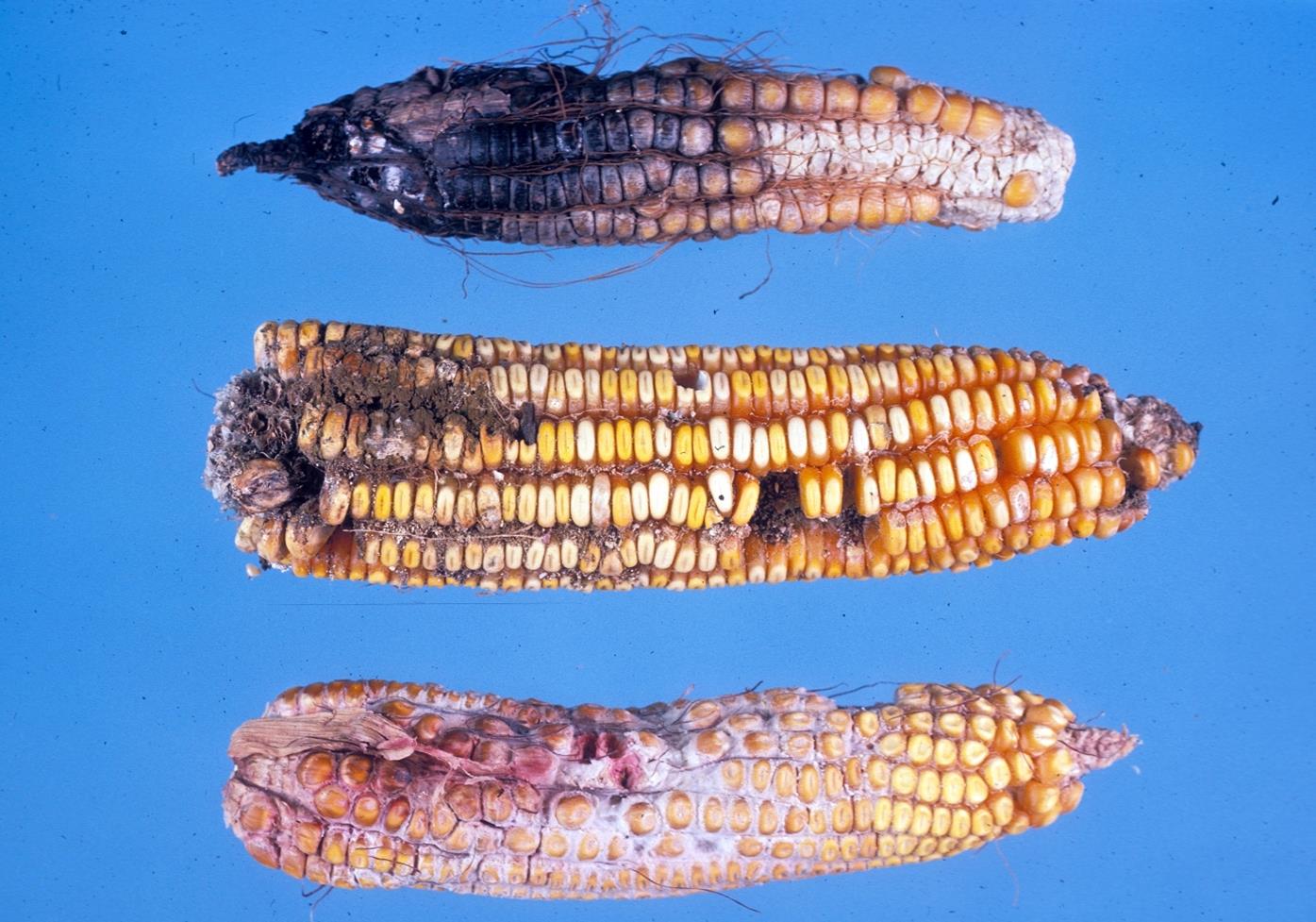 Maize (corn) | Diseases and Pests, Description, Uses, Propagation