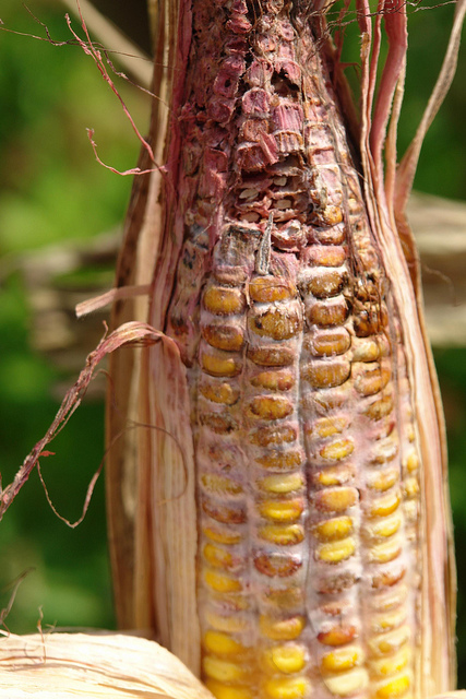 Maize (corn) | Diseases and Pests, Description, Uses, Propagation
