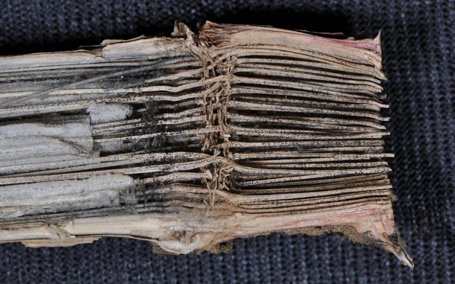 Maize (corn) | Diseases and Pests, Description, Uses, Propagation