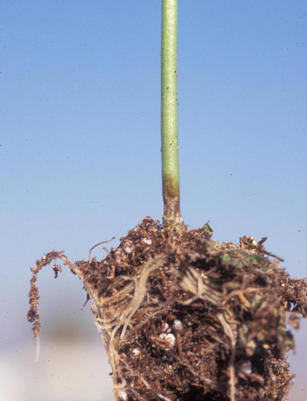 Pepper, bell | Diseases and Pests, Description, Uses, Propagation