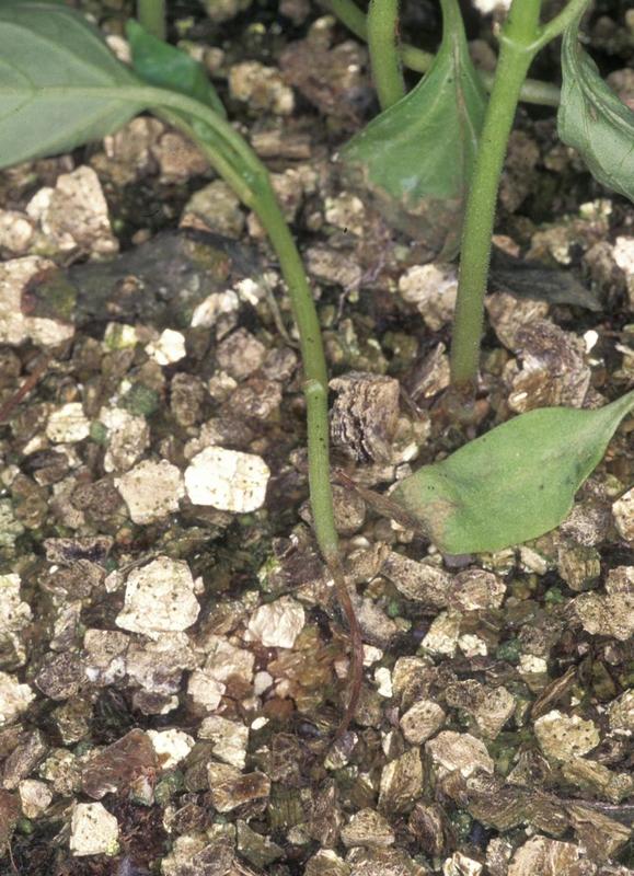 Pepper, bell | Diseases and Pests, Description, Uses, Propagation