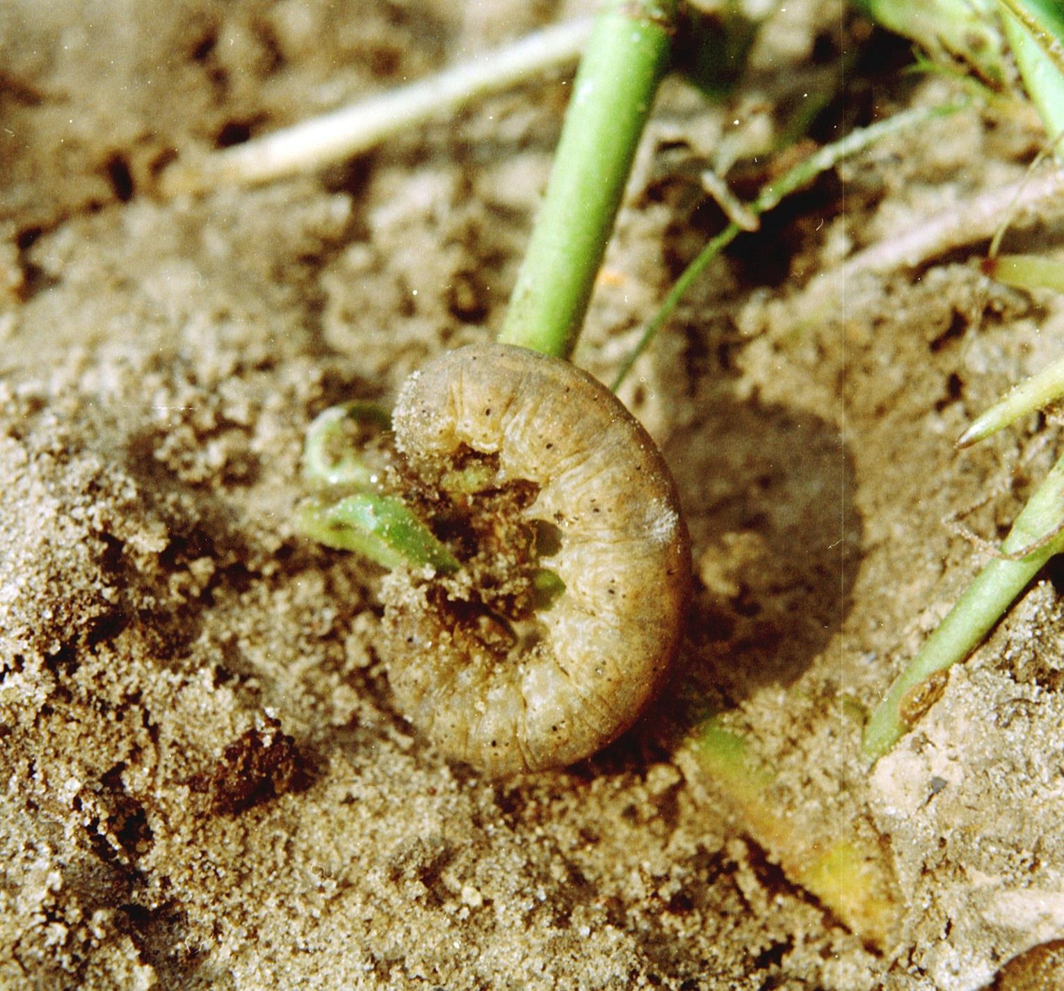 Collard greens | Diseases and Pests, Description, Uses, Propagation