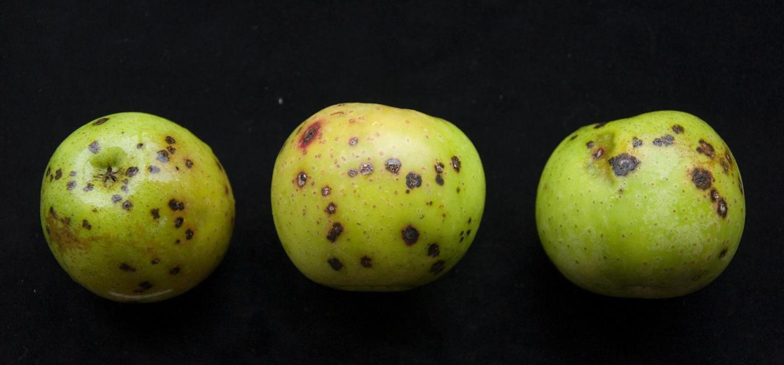 Apple | Diseases and Pests, Description, Uses, Propagation