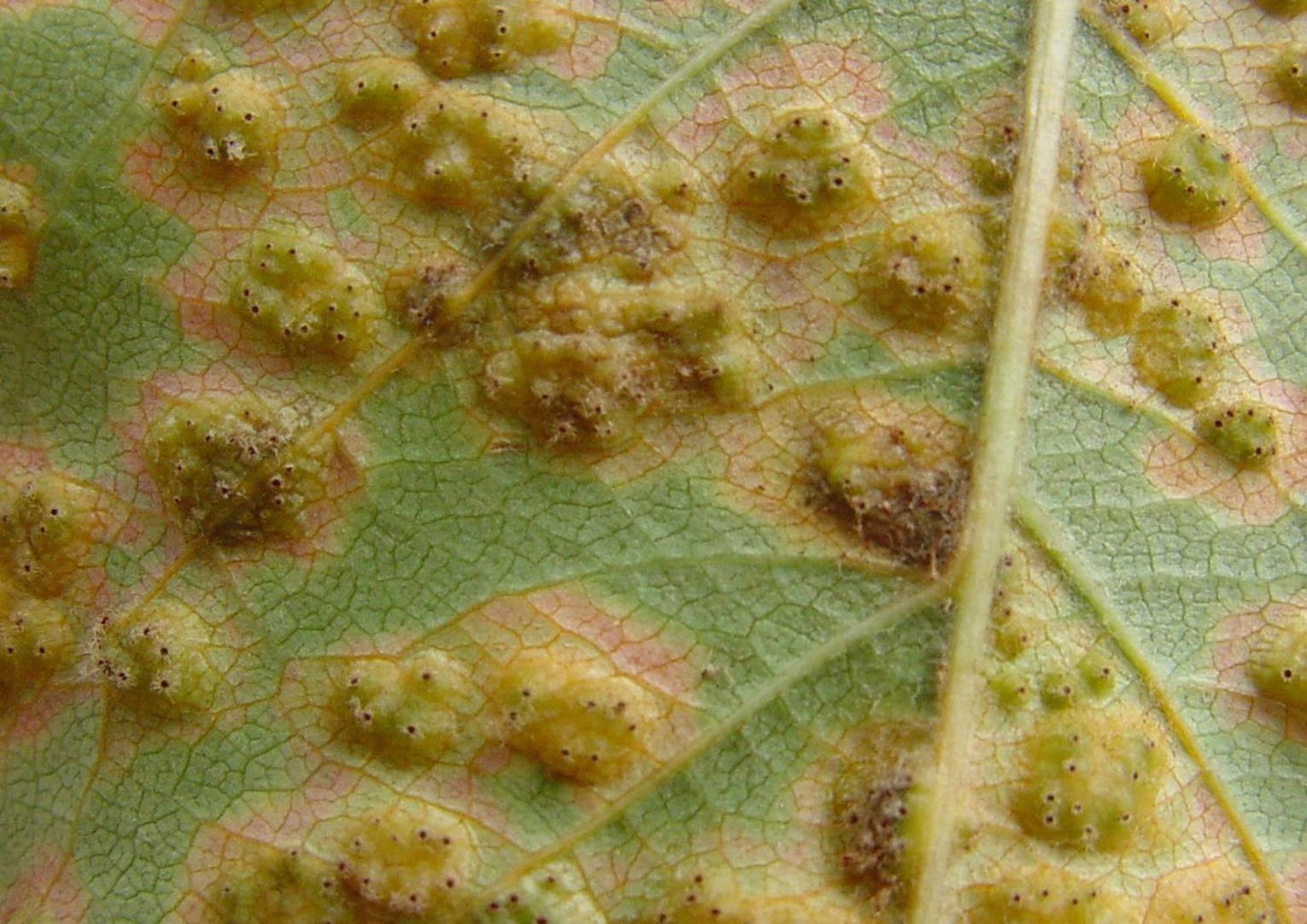 Apple | Diseases and Pests, Description, Uses, Propagation