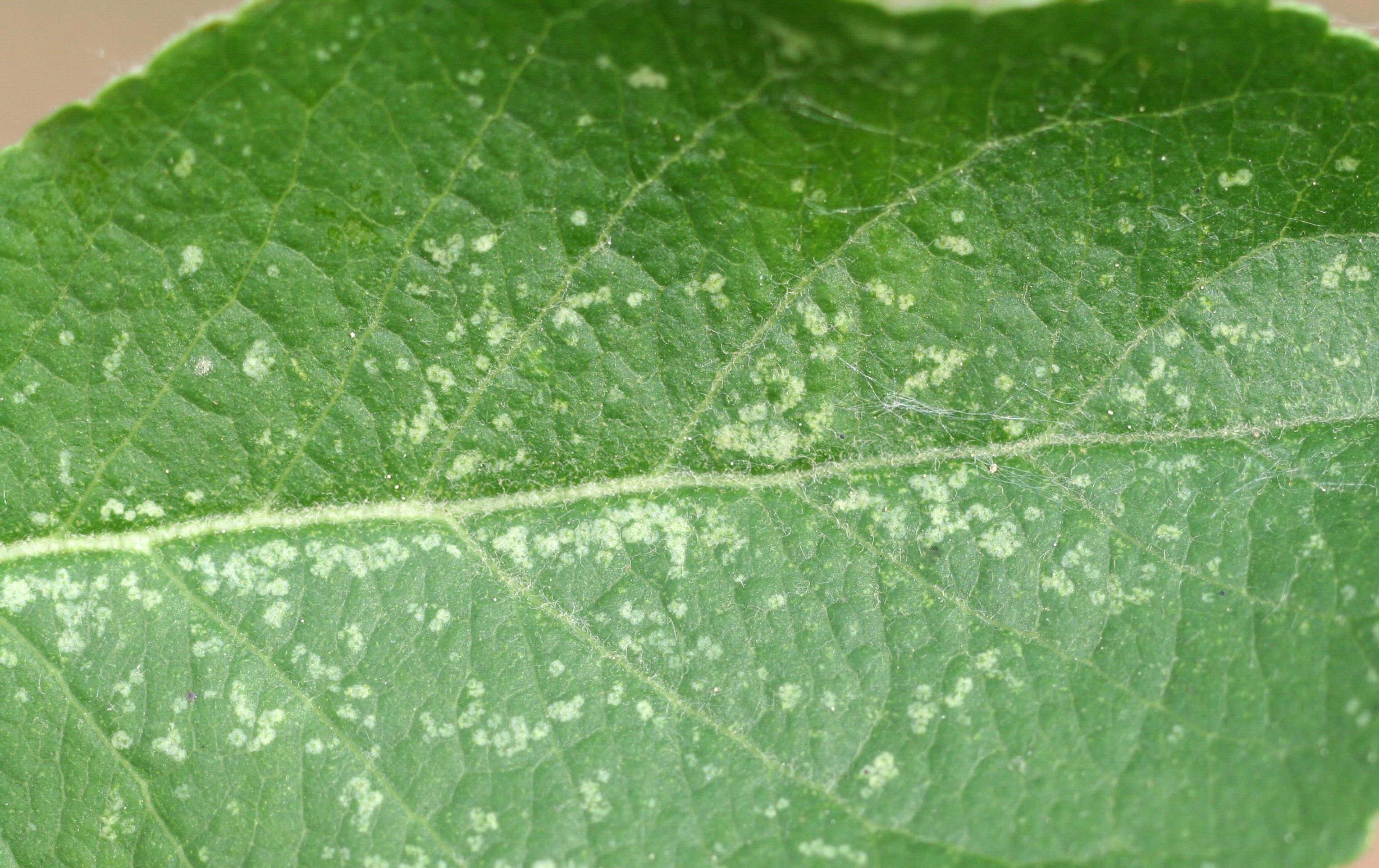 Apple | Diseases and Pests, Description, Uses, Propagation