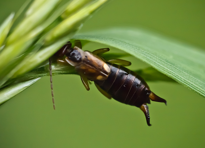 Apricot | Diseases and Pests, Description, Uses, Propagation