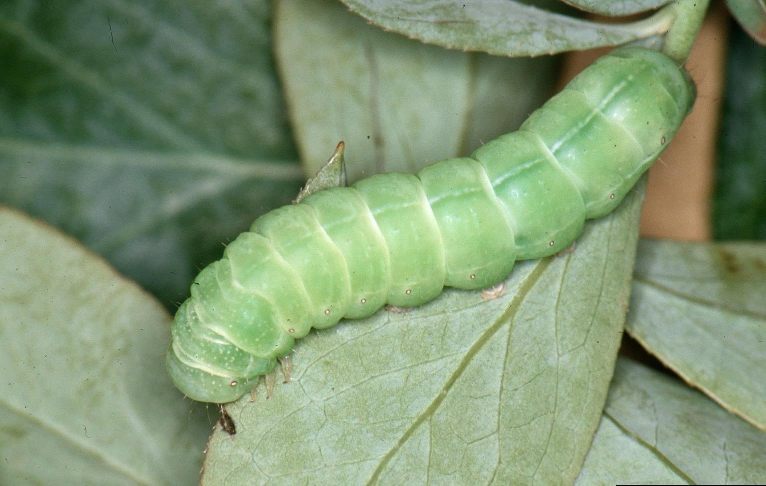 Apricot | Diseases and Pests, Description, Uses, Propagation