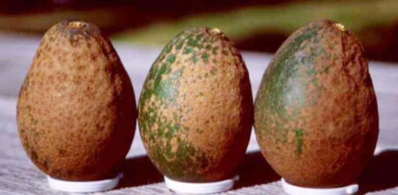 Avocado | Diseases and Pests, Description, Uses, Propagation