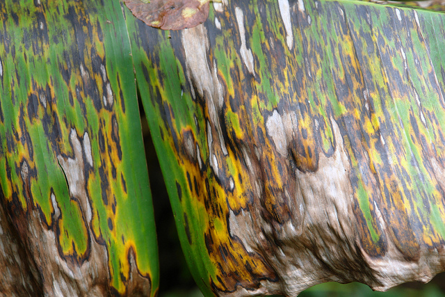 boldSEAL: BANANA PRODUCTION