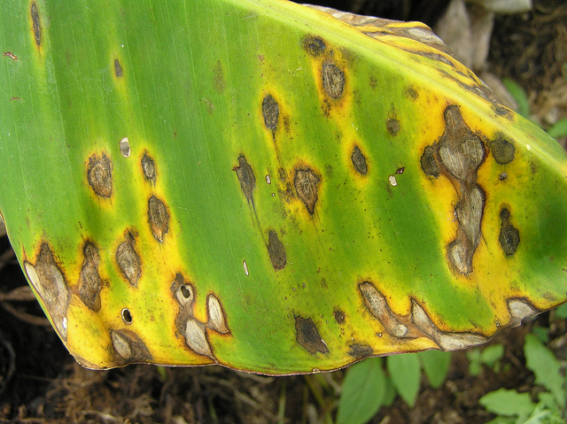 Banana | Diseases and Pests, Description, Uses, Propagation