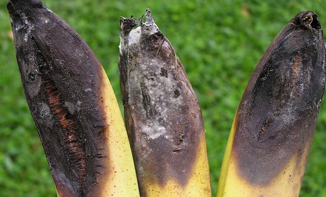 Banana | Diseases and Pests, Description, Uses, Propagation