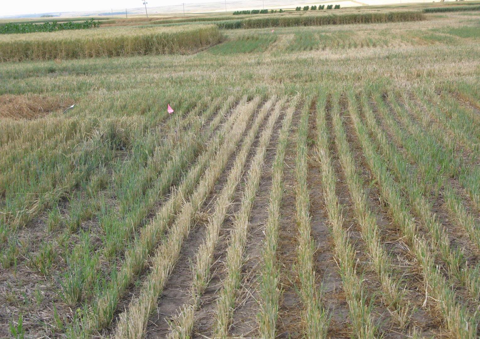 Barley | Diseases and Pests, Description, Uses, Propagation