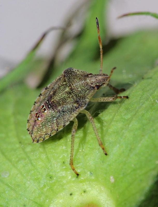 Barley | Diseases and Pests, Description, Uses, Propagation