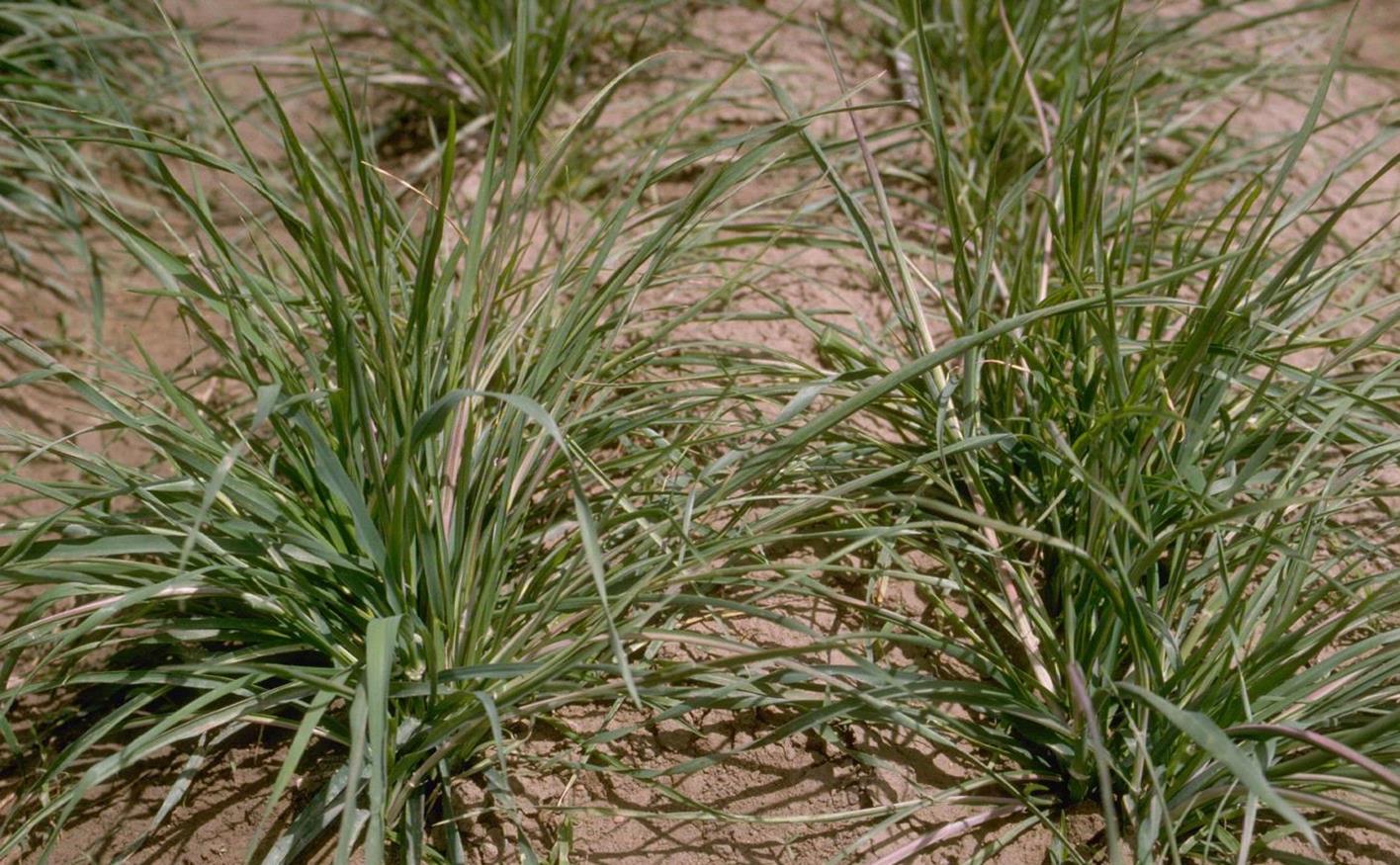 Barley | Diseases and Pests, Description, Uses, Propagation