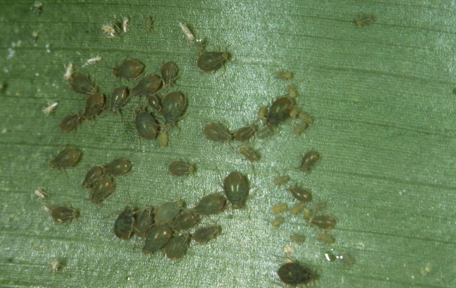 Barley | Diseases and Pests, Description, Uses, Propagation