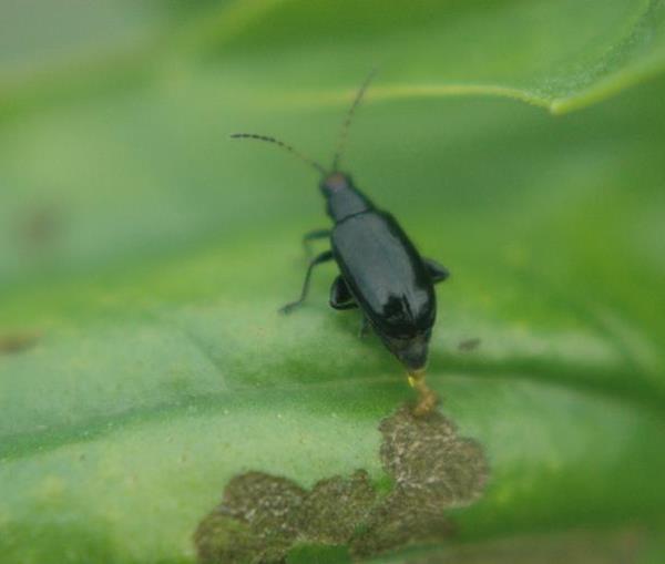 Basil | Diseases and Pests, Description, Uses, Propagation