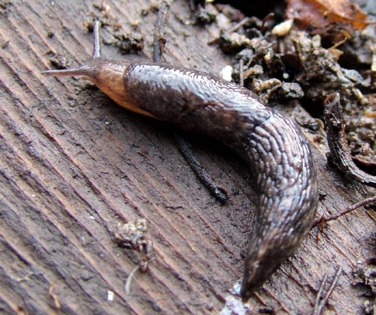 Basil | Diseases and Pests, Description, Uses, Propagation