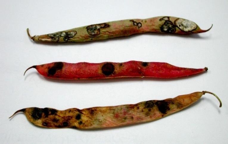 Bean | Diseases and Pests, Description, Uses, Propagation