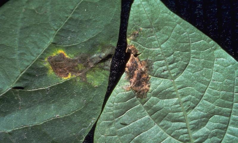 Bean | Diseases and Pests, Description, Uses, Propagation