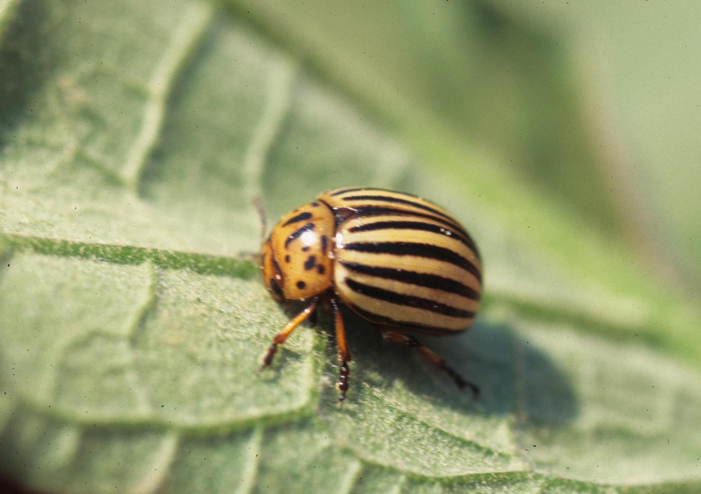 Potato | Diseases and Pests, Description, Uses, Propagation